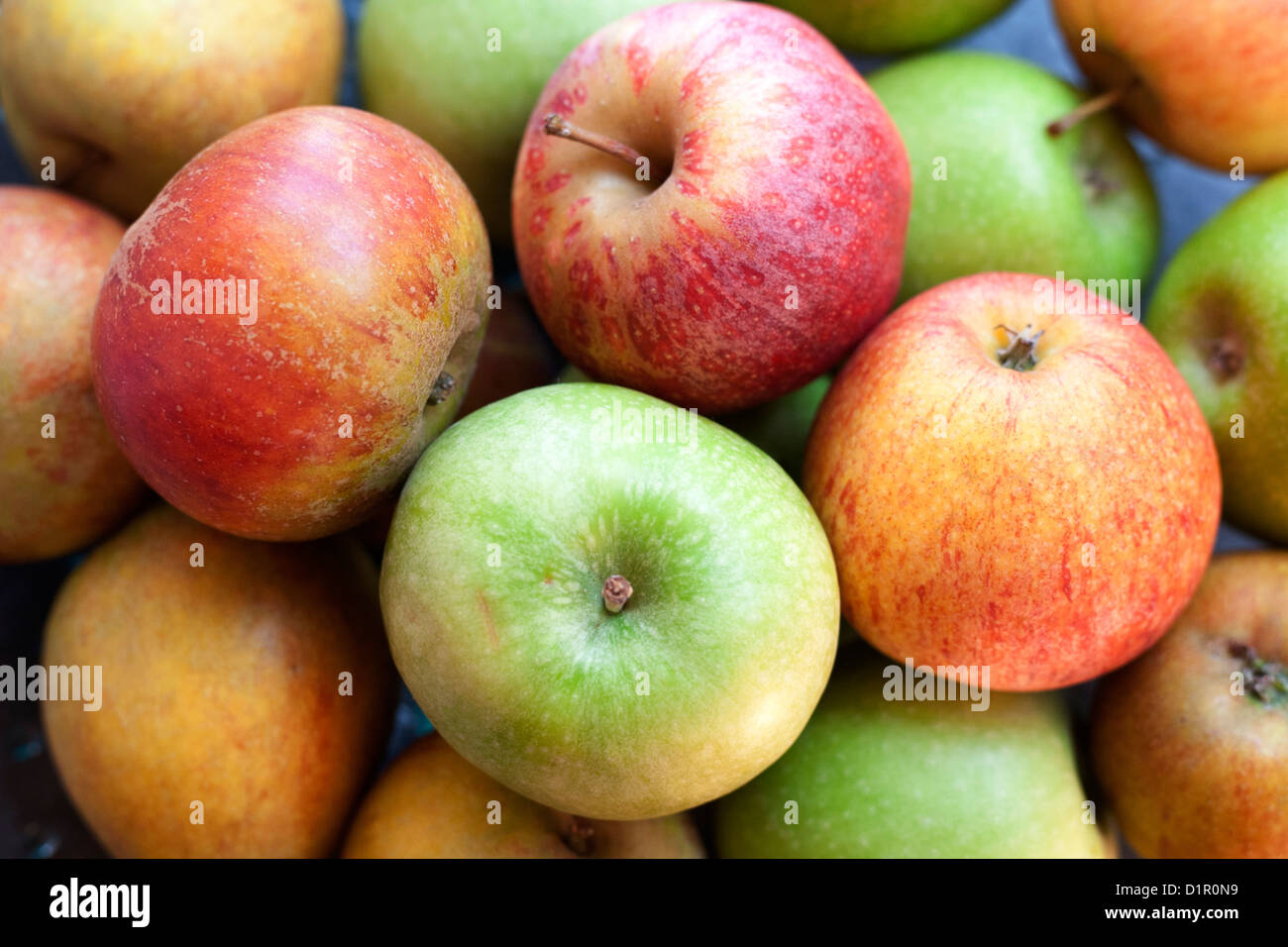 Green, red and russet coloured picked Kentish apple varieties Stock ...
