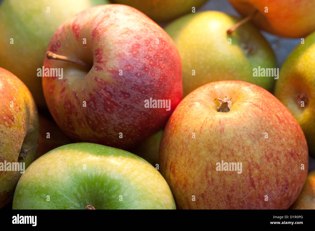 Green, red and russet coloured picked Kentish apple varieties Stock ...