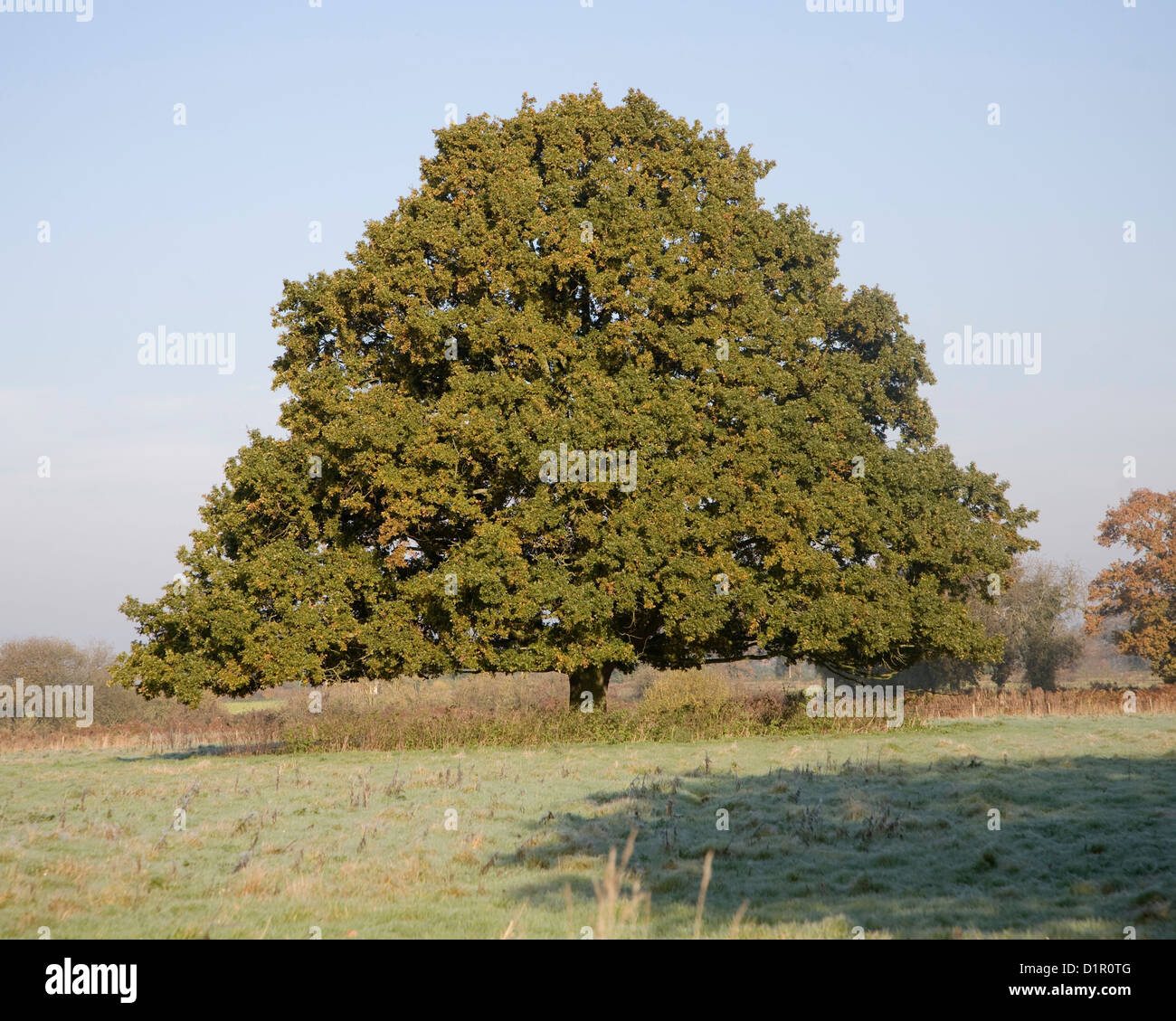 English oak tree hi-res stock photography and images - Alamy