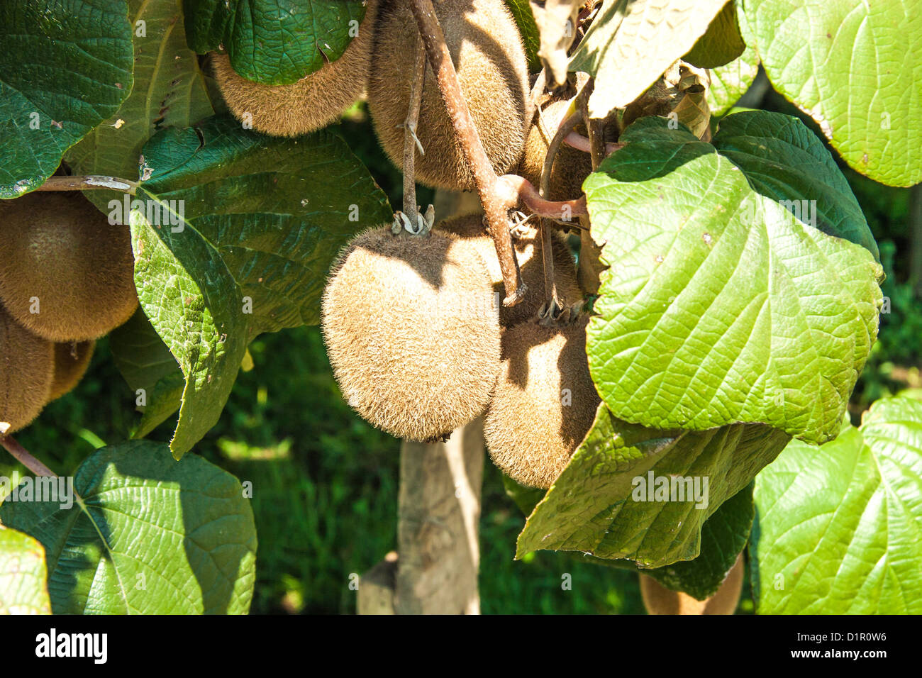 Kiwi tree hi-res stock photography and images - Alamy