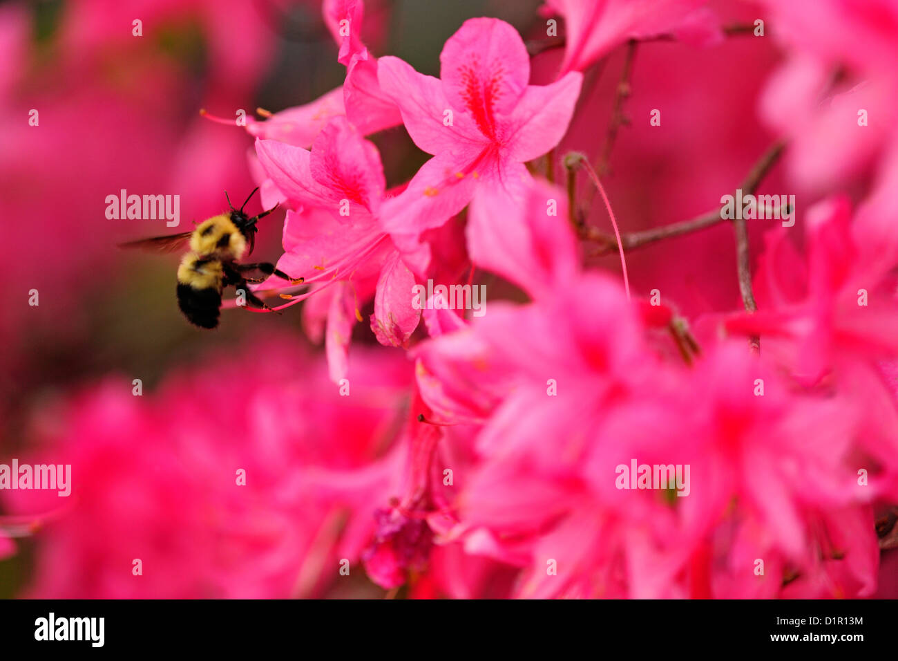 Native bees of north america hi-res stock photography and images - Alamy