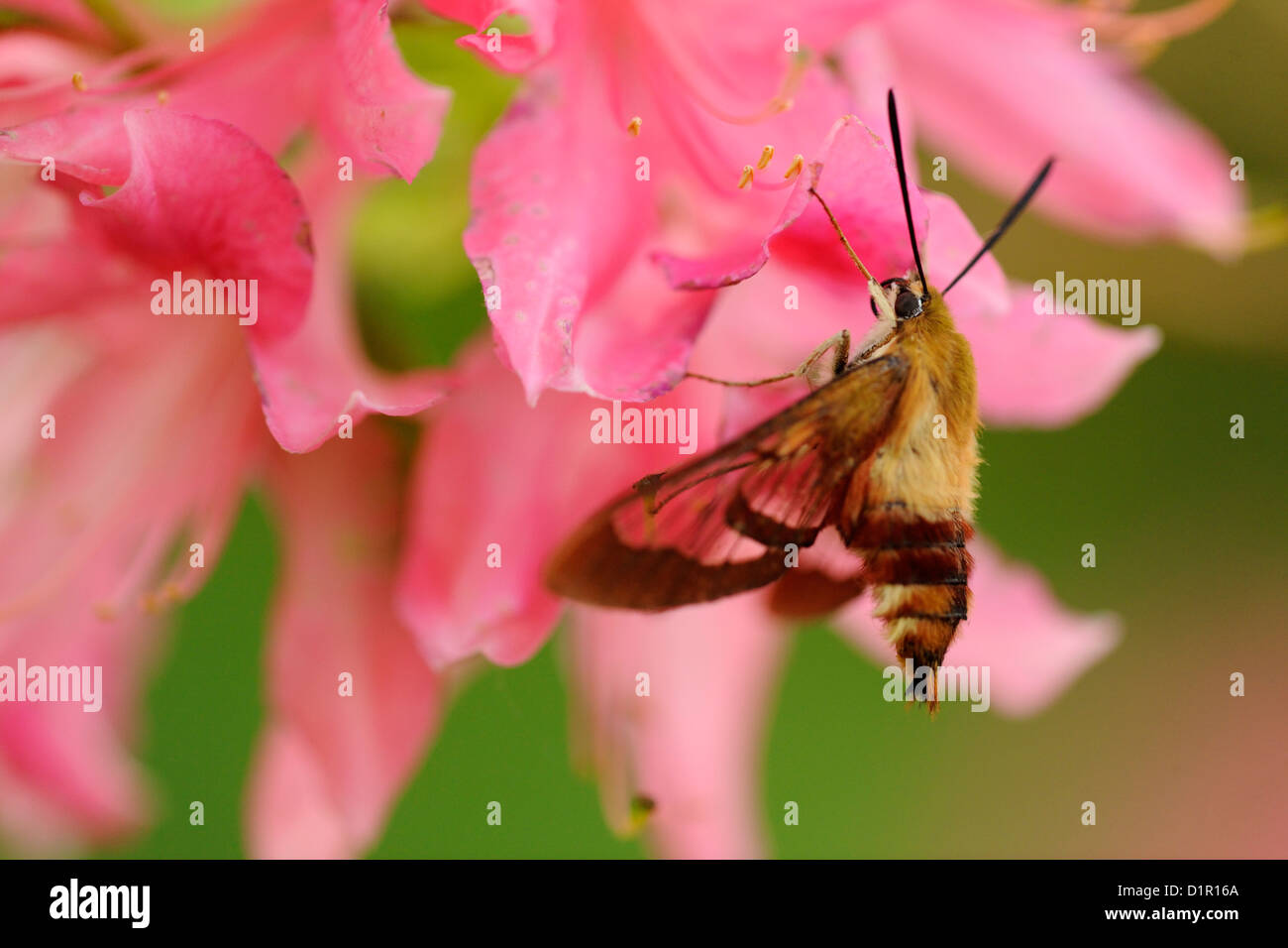 Clearwing hummingbird moth hi-res stock photography and images - Alamy