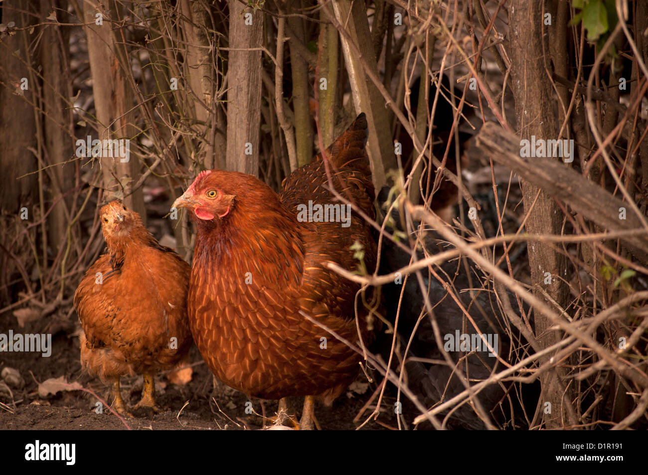 Orange hen hi-res stock photography and images - Alamy