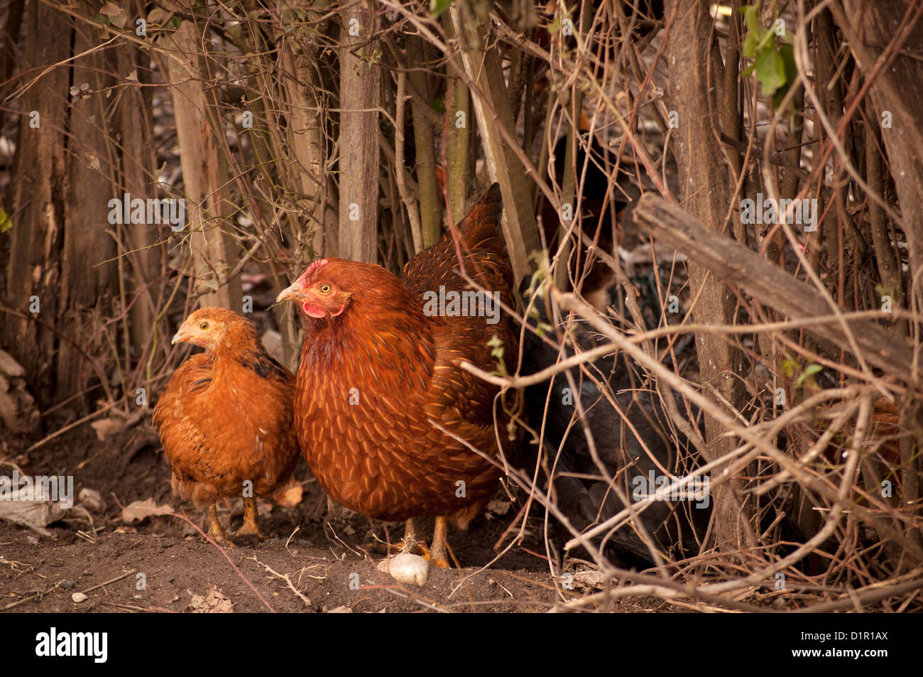 Hen and chicken Stock Photo - Alamy