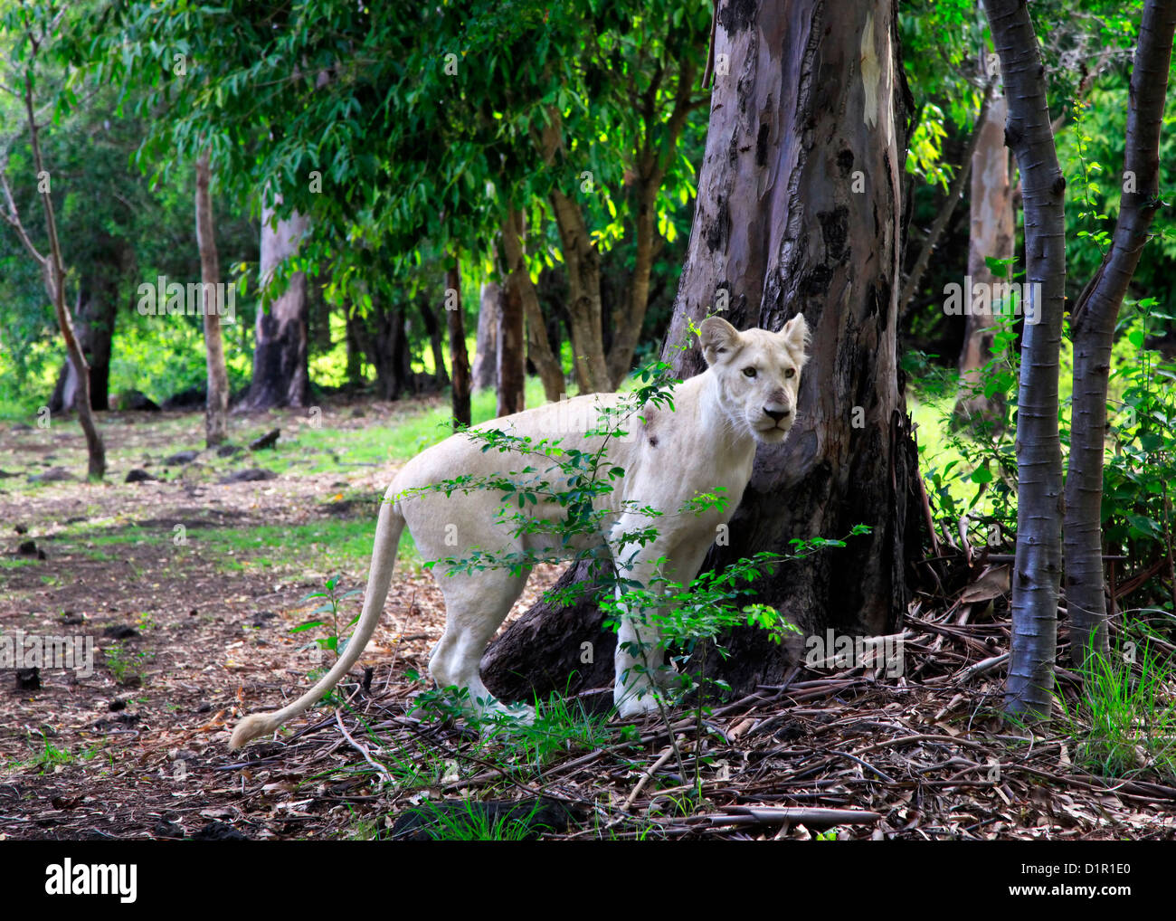 Casela natural park hi-res stock photography and images - Alamy