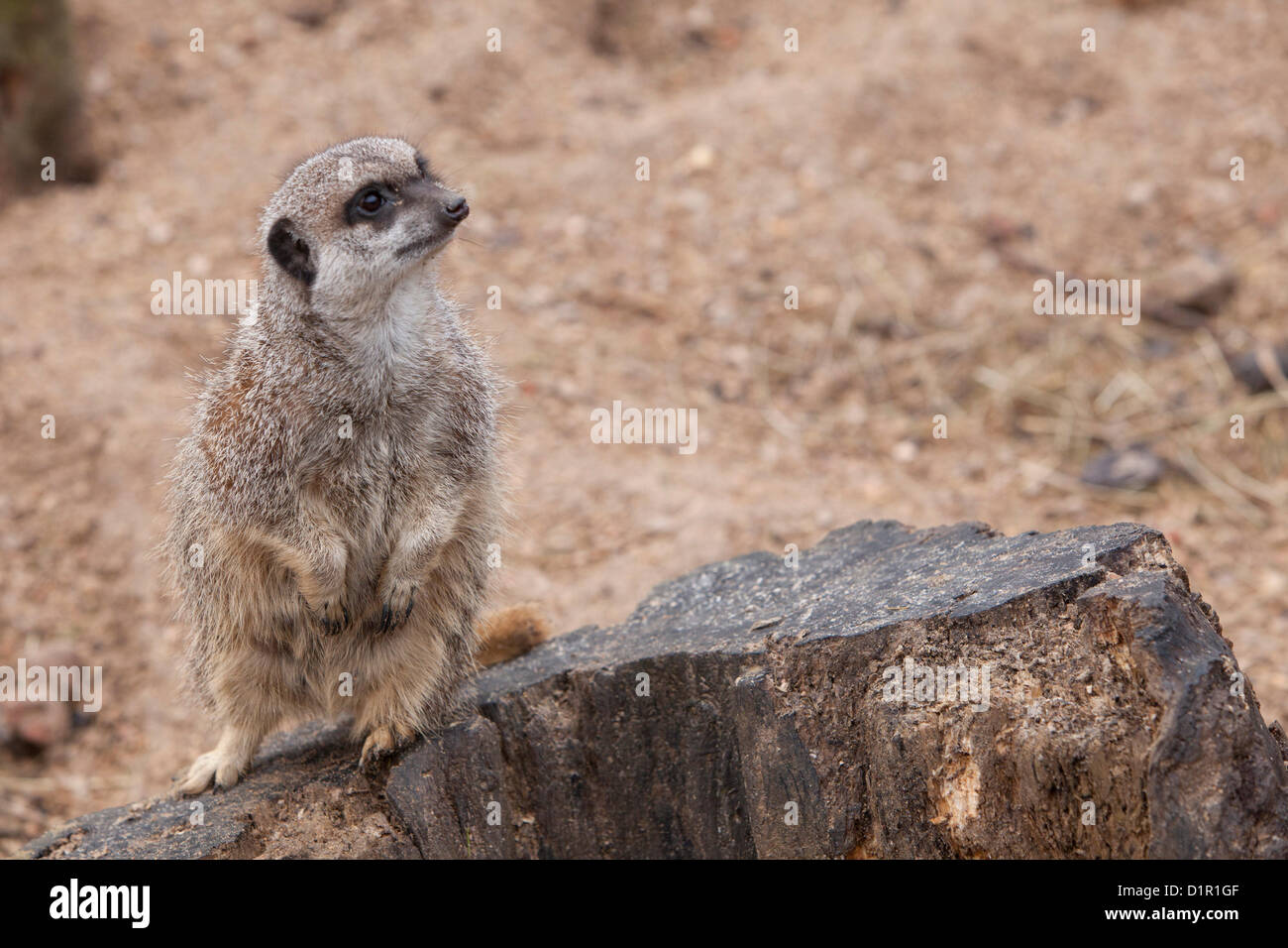 London zoo animals hi-res stock photography and images - Alamy