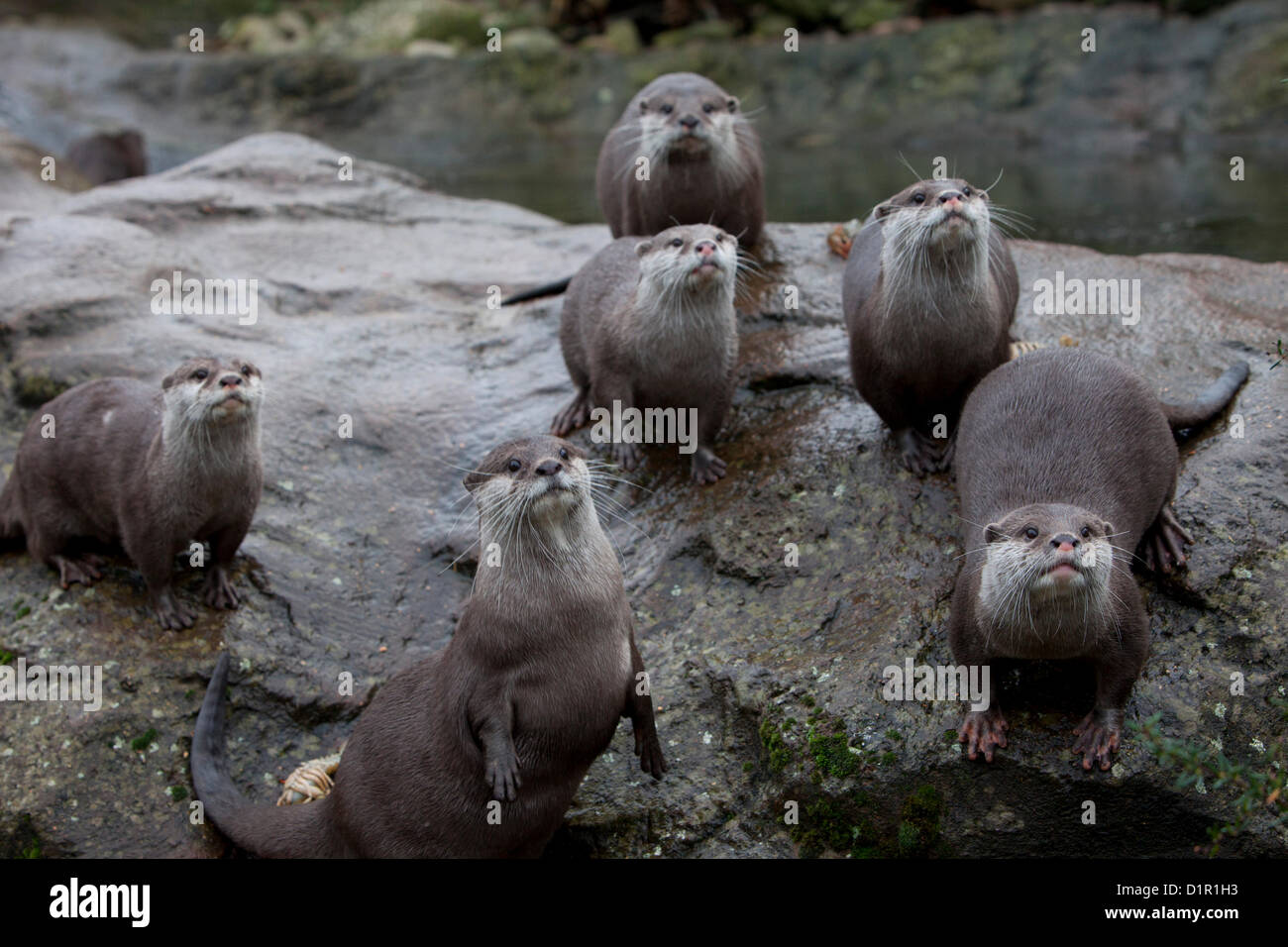 London zoo animals hi-res stock photography and images - Alamy