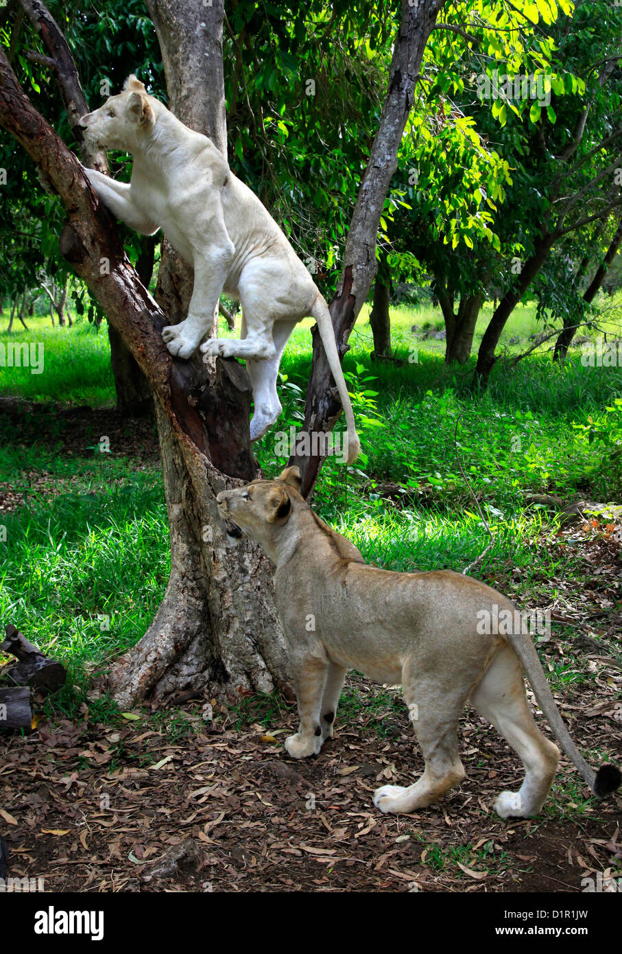 Casela High Resolution Stock Photography and Images - Alamy