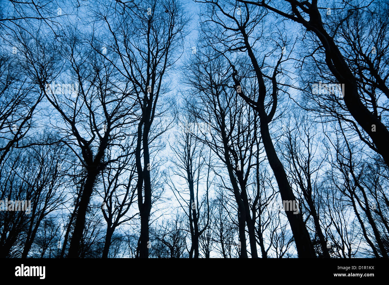 Beech tree silhouette hi-res stock photography and images - Alamy