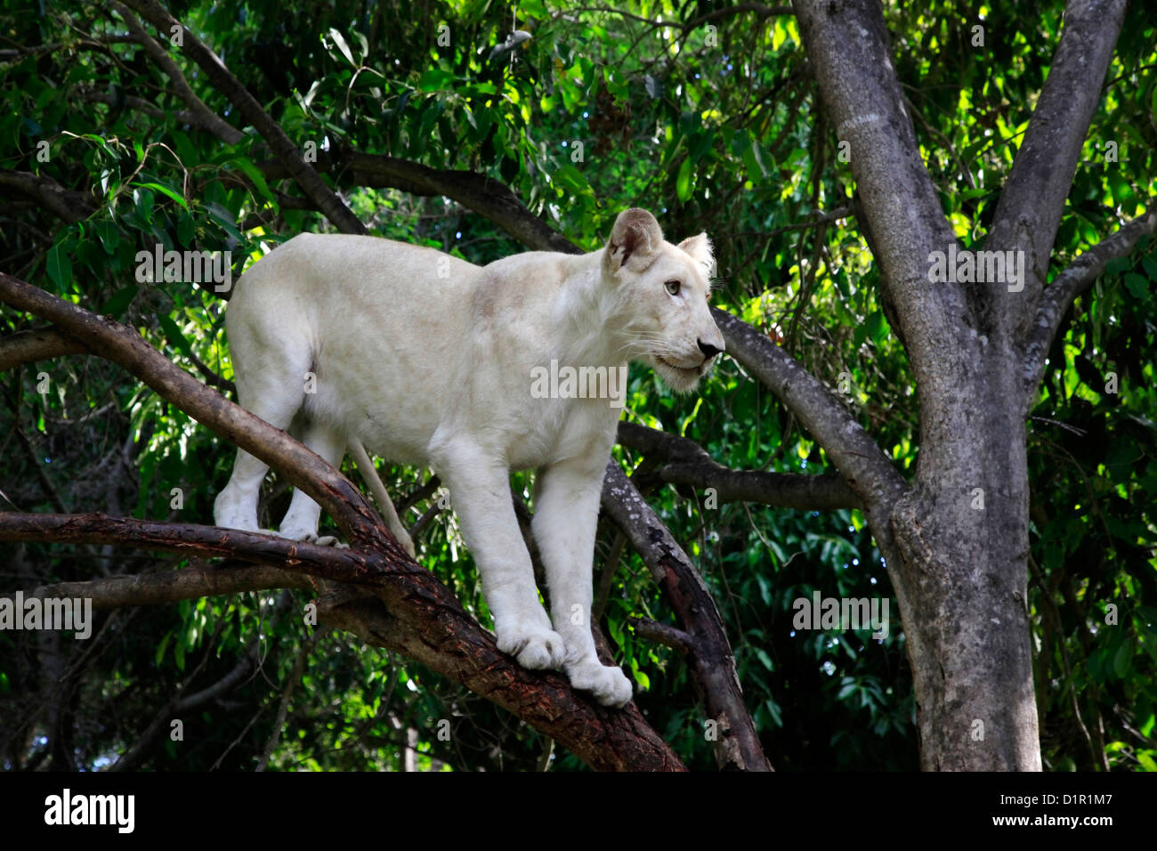 White lion. Casela Natural Park "Walk with lions". Mauritius Stock ...