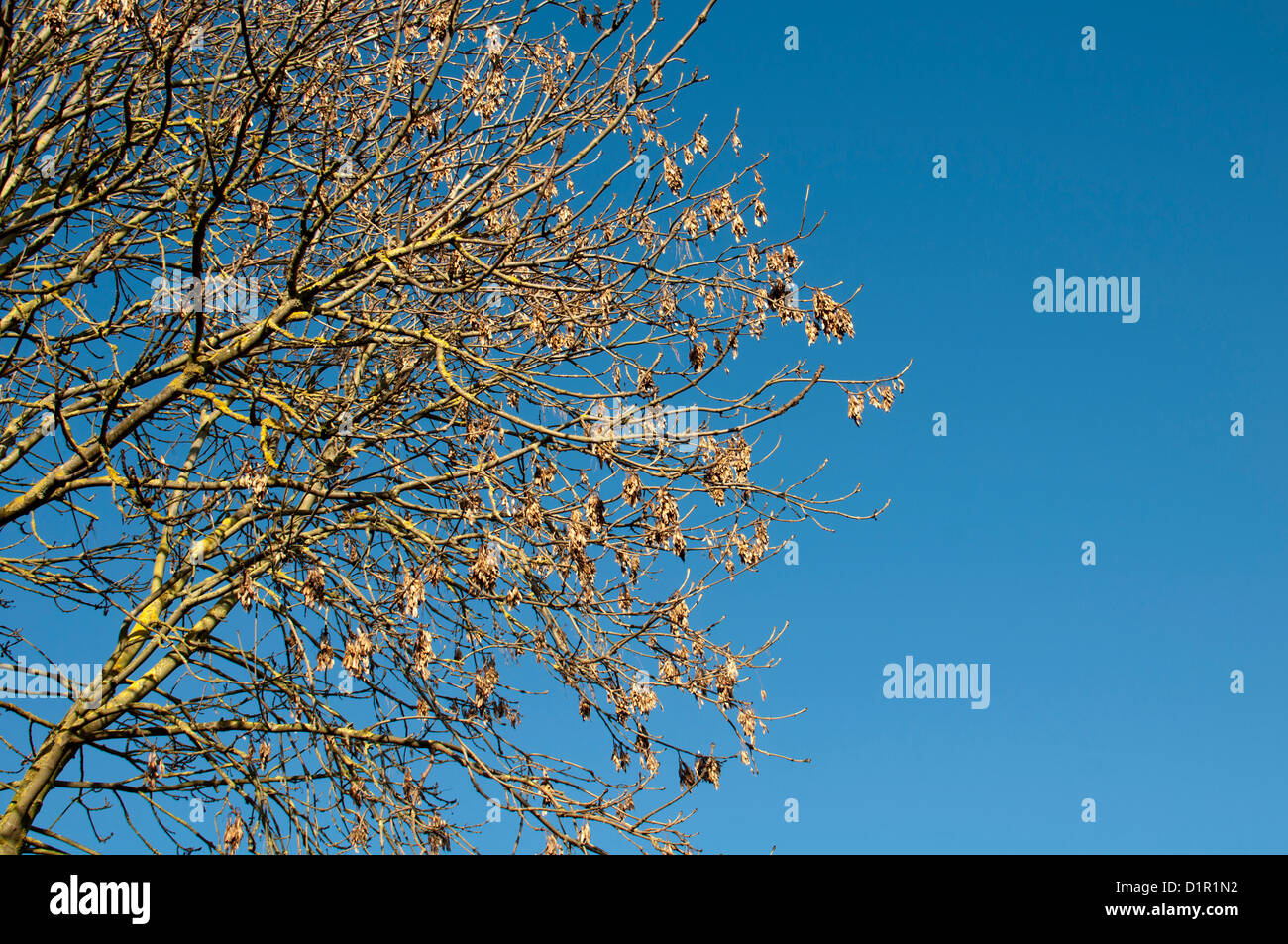 Ash tree in winter, Fraxinus excelsior Stock Photo - Alamy