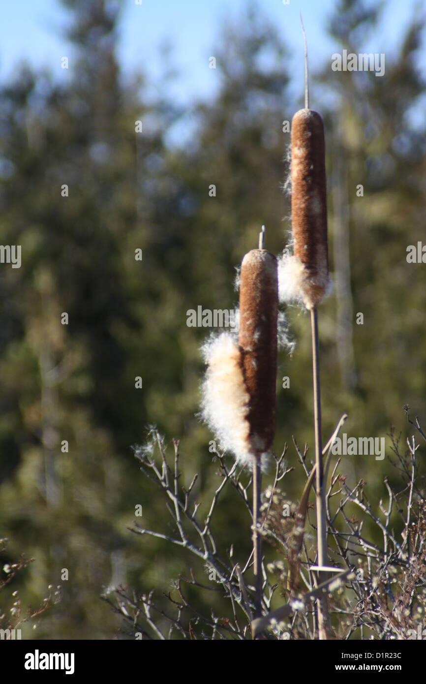 Cattails, still in their summer state, starting to burst. One of the ...