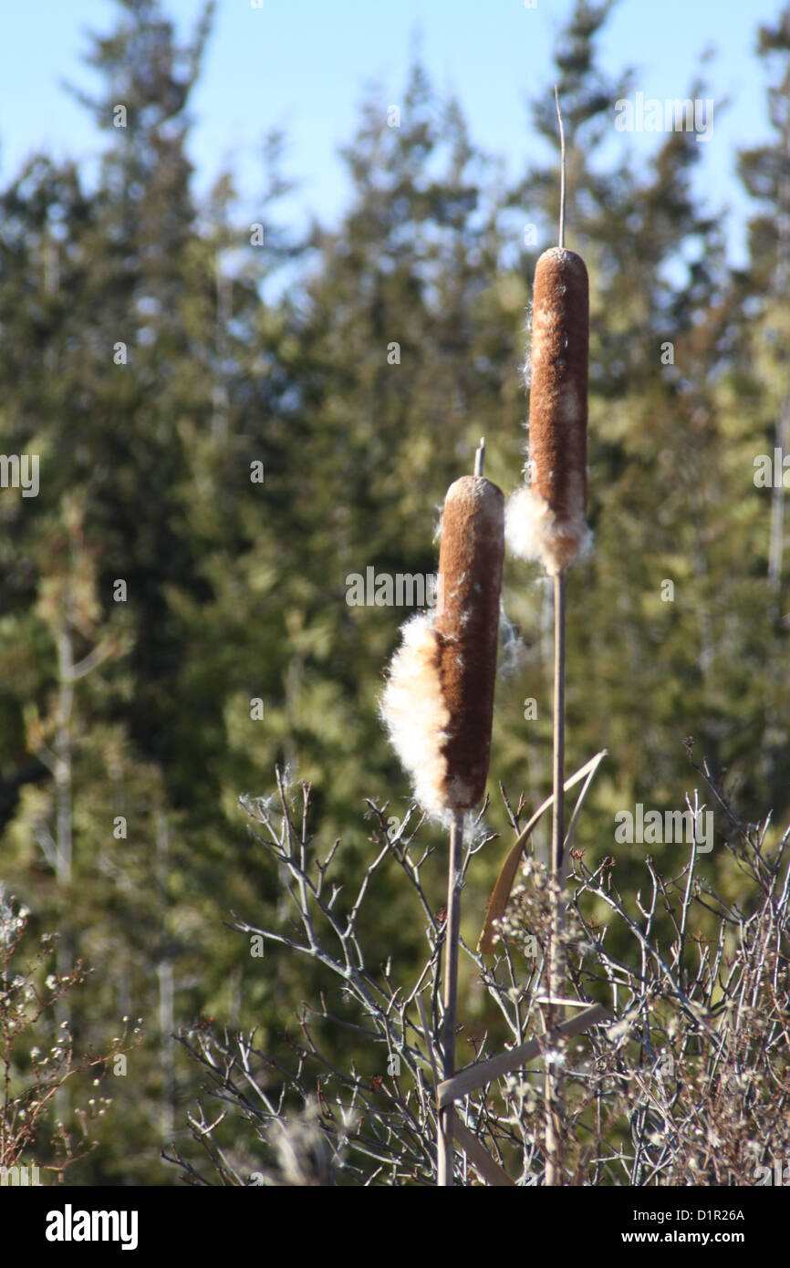 Cattails are wetland plants with a unique flowering spike; they are one ...