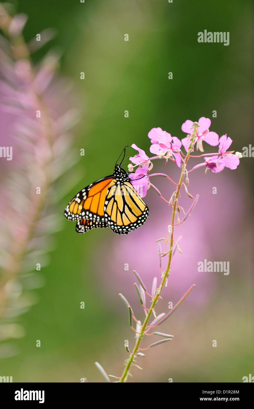 Monarch butterfly (Danaus plexippus) Adult nectaring on fireweed ...