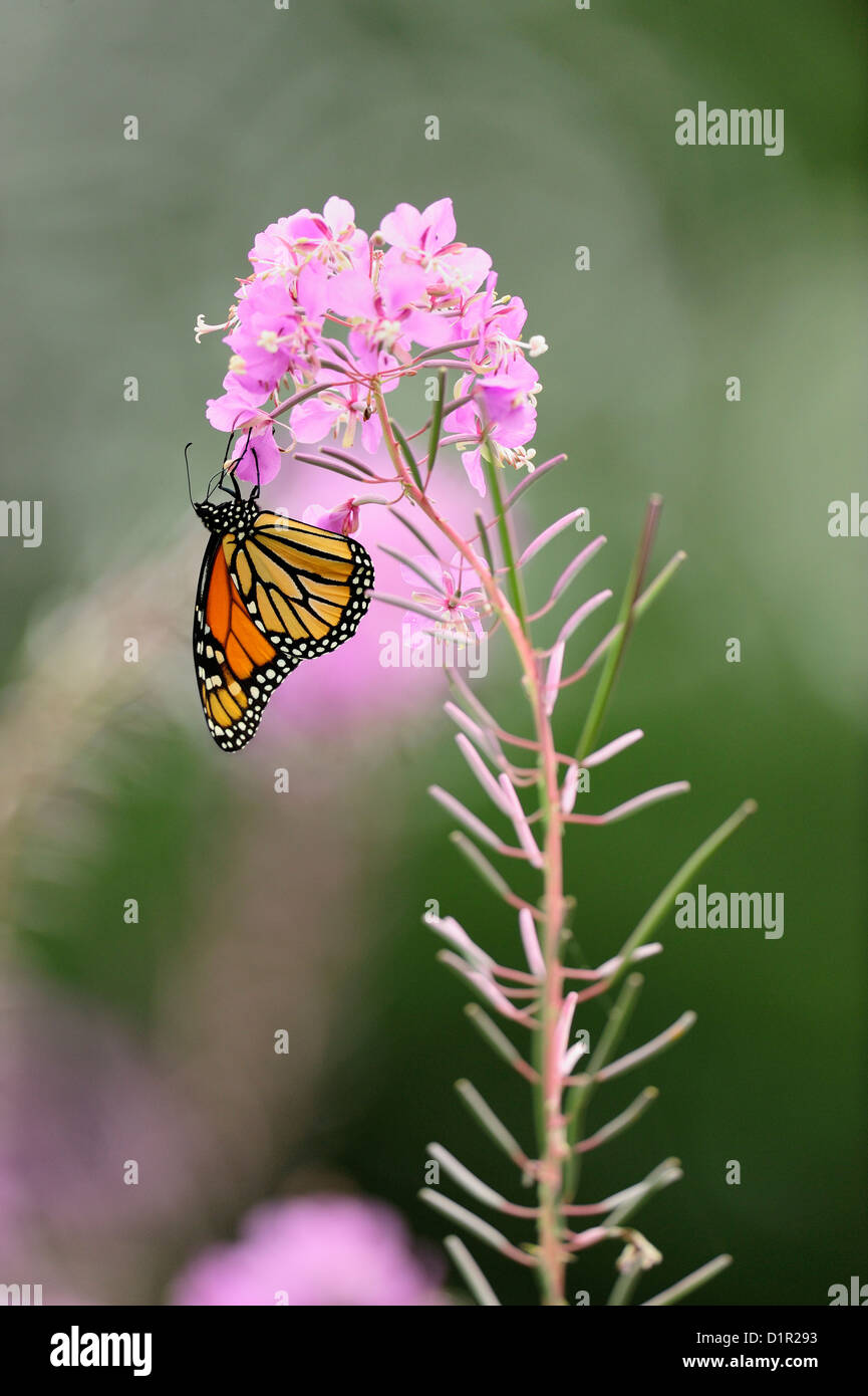 Adult monarch butterfly hi-res stock photography and images - Alamy