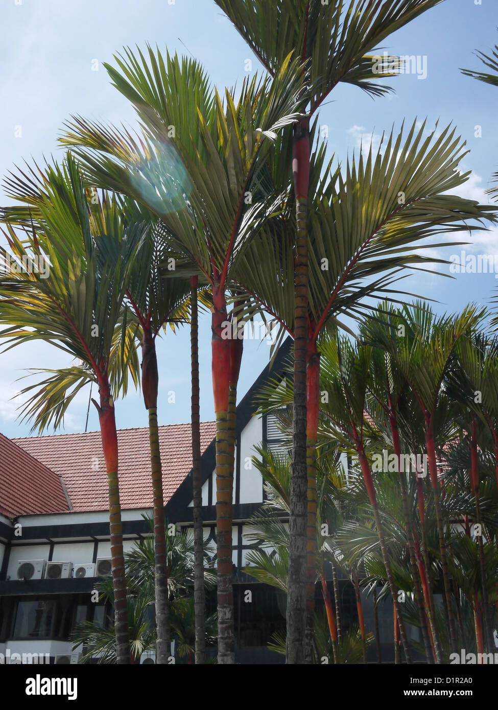 Palm tree in south asia Stock Photo - Alamy