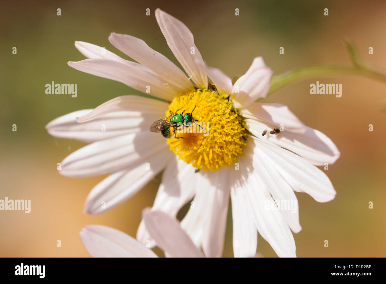 Foraging insects hi-res stock photography and images - Alamy