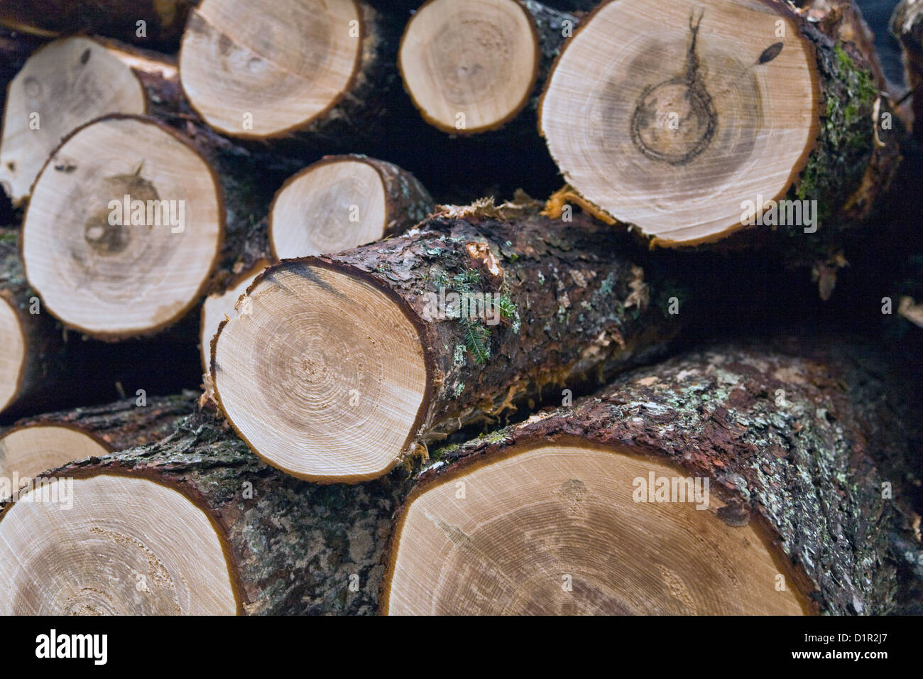 Stacked Timber in Forest, New Hampshire, US Stock Photo - Alamy