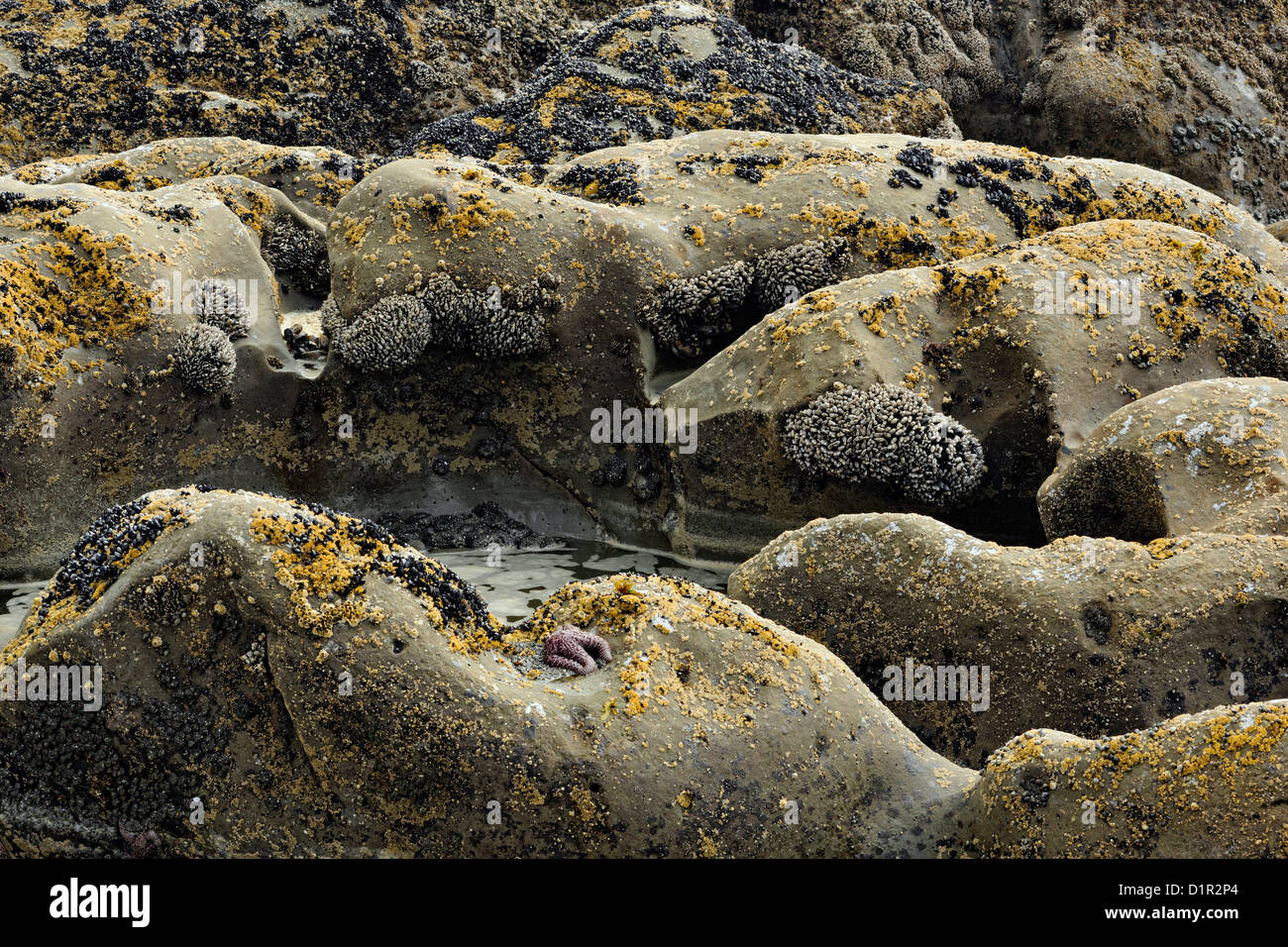 Barnacle colonies on Beach #4 rocks at low tide, Olympic National Park ...