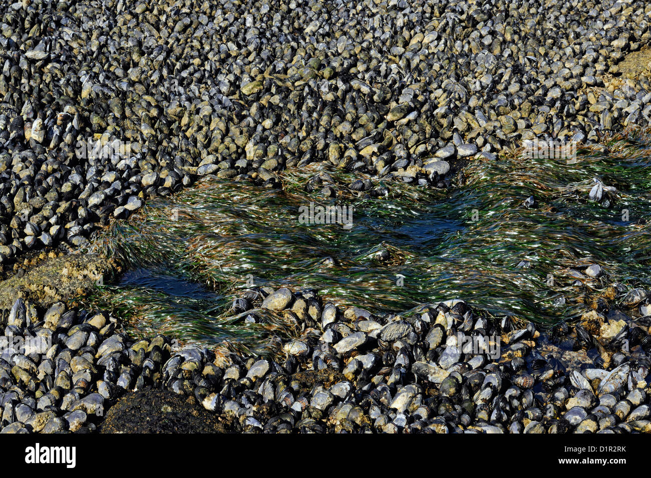 Mussel colonies at Tongue Point at low tide, Salt Creek Municipal Park ...