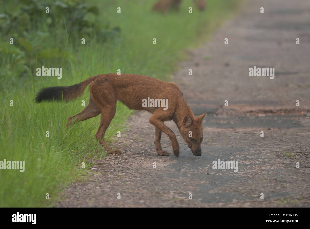 Dhole the enigmatic red wild dogs of India , as ferocious as their ...