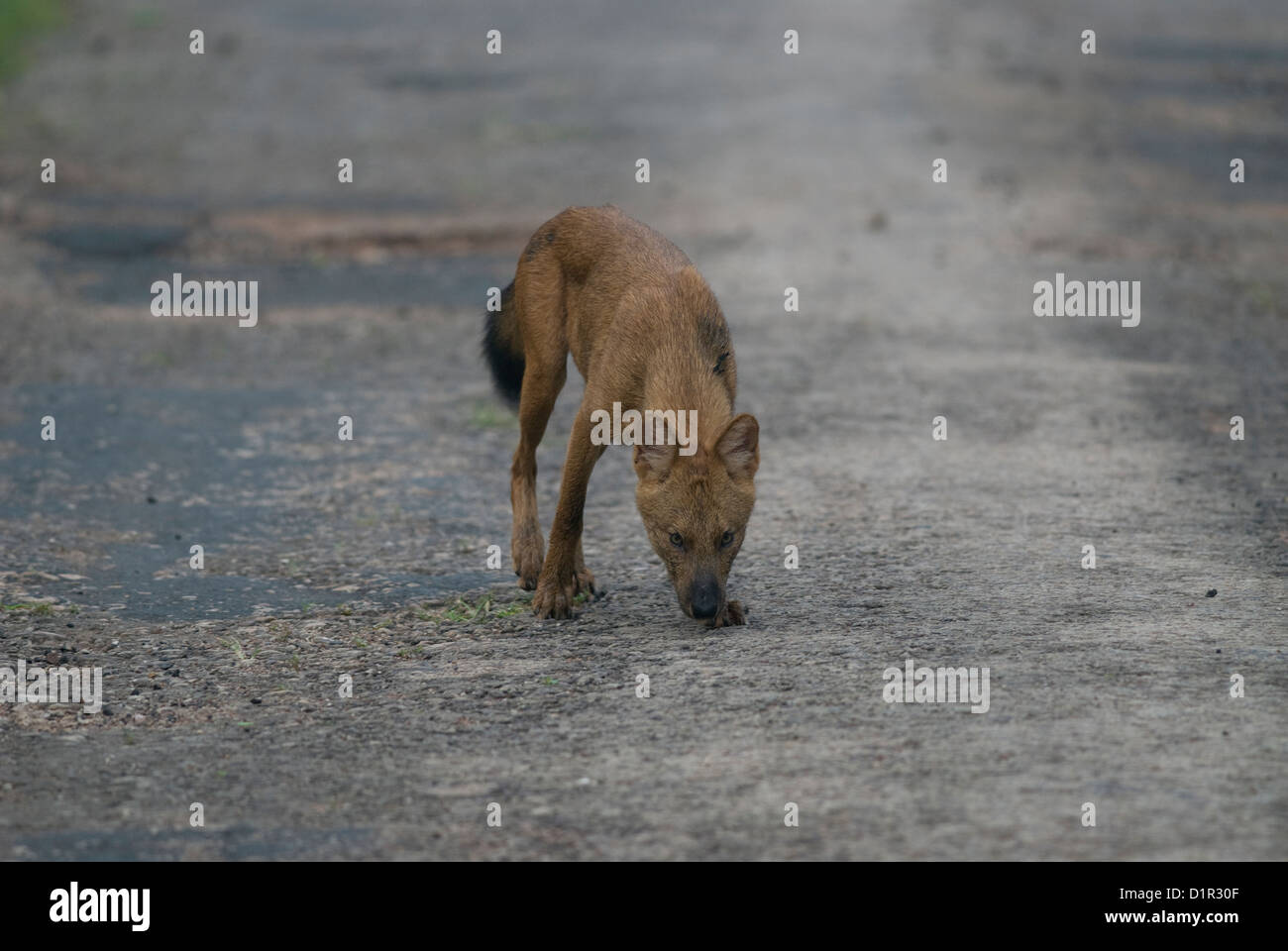 Dhole the enigmatic red wild dogs of India , as ferocious as their ...