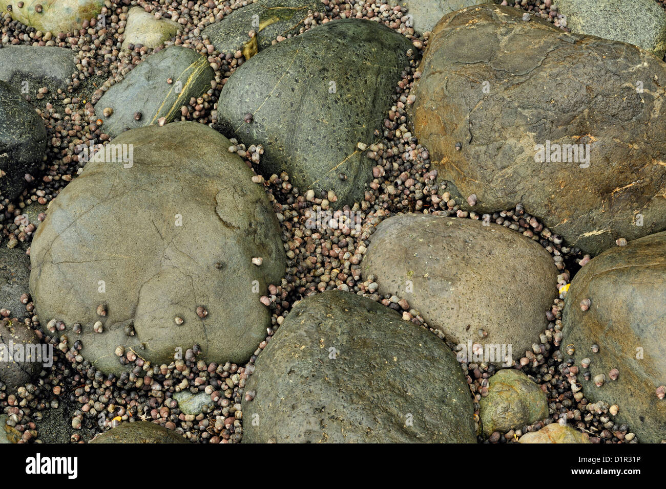 Nucella ostrina hi-res stock photography and images - Alamy