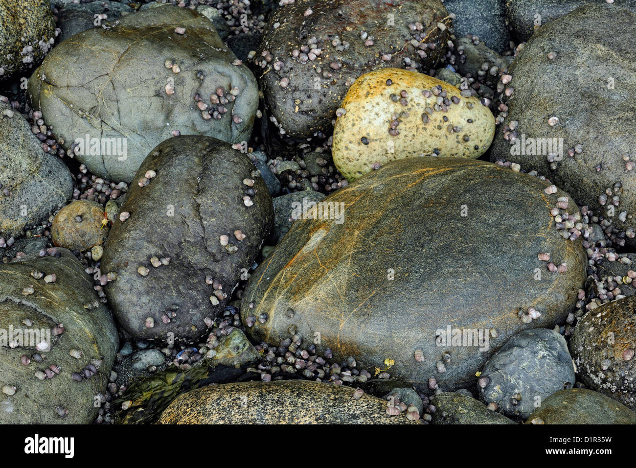 Northern striped dogwinkle (Nucella ostrina) clinging to rocks in the ...