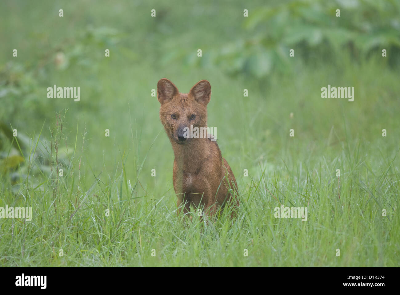 Dhole the enigmatic red wild dogs of India , as ferocious as their ...