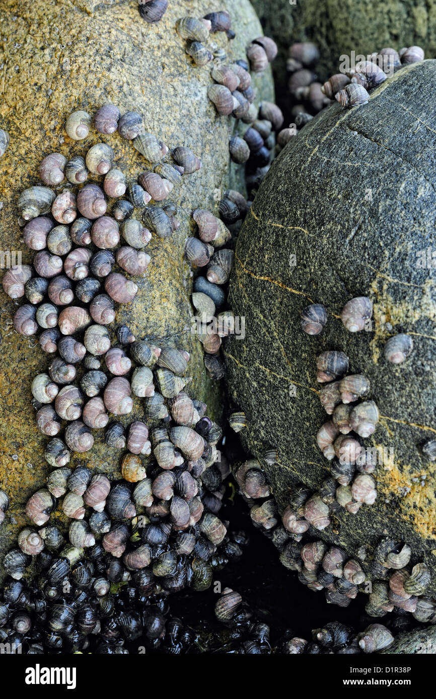 Northern striped dogwinkle (Nucella ostrina) clinging to rocks in the ...
