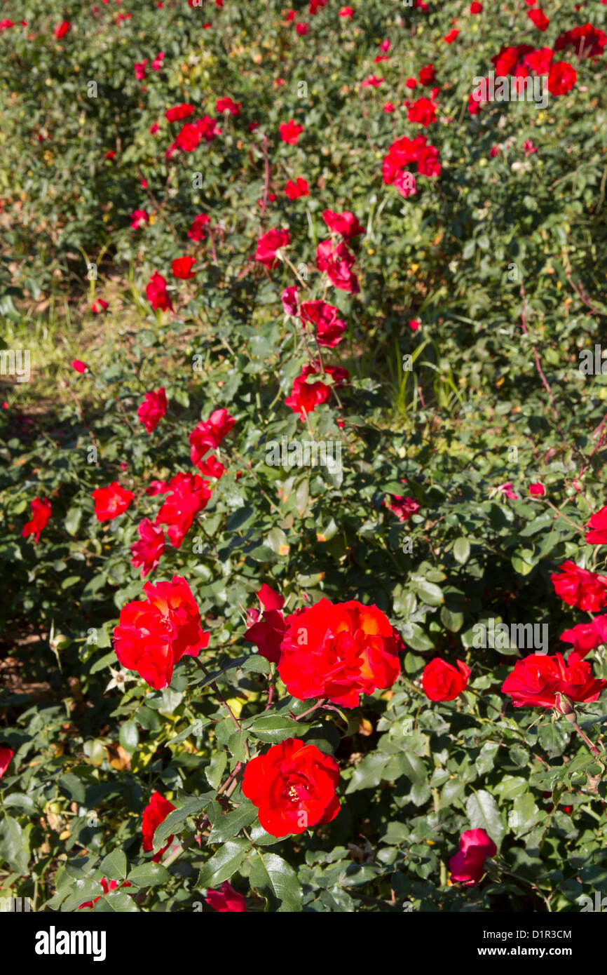 Roses blossom red flowers Stock Photo - Alamy