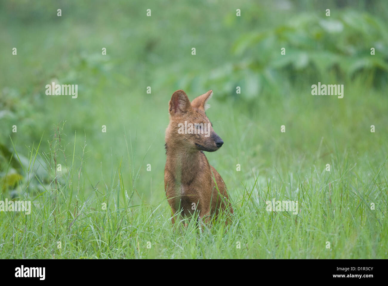 Dhole the enigmatic red wild dogs of India , as ferocious as their ...