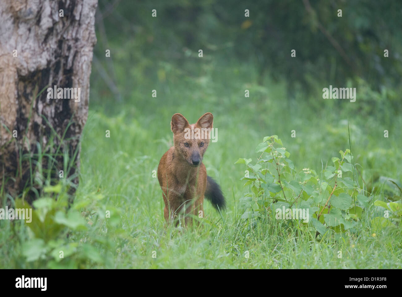 Dhole the enigmatic red wild dogs of India , as ferocious as their ...