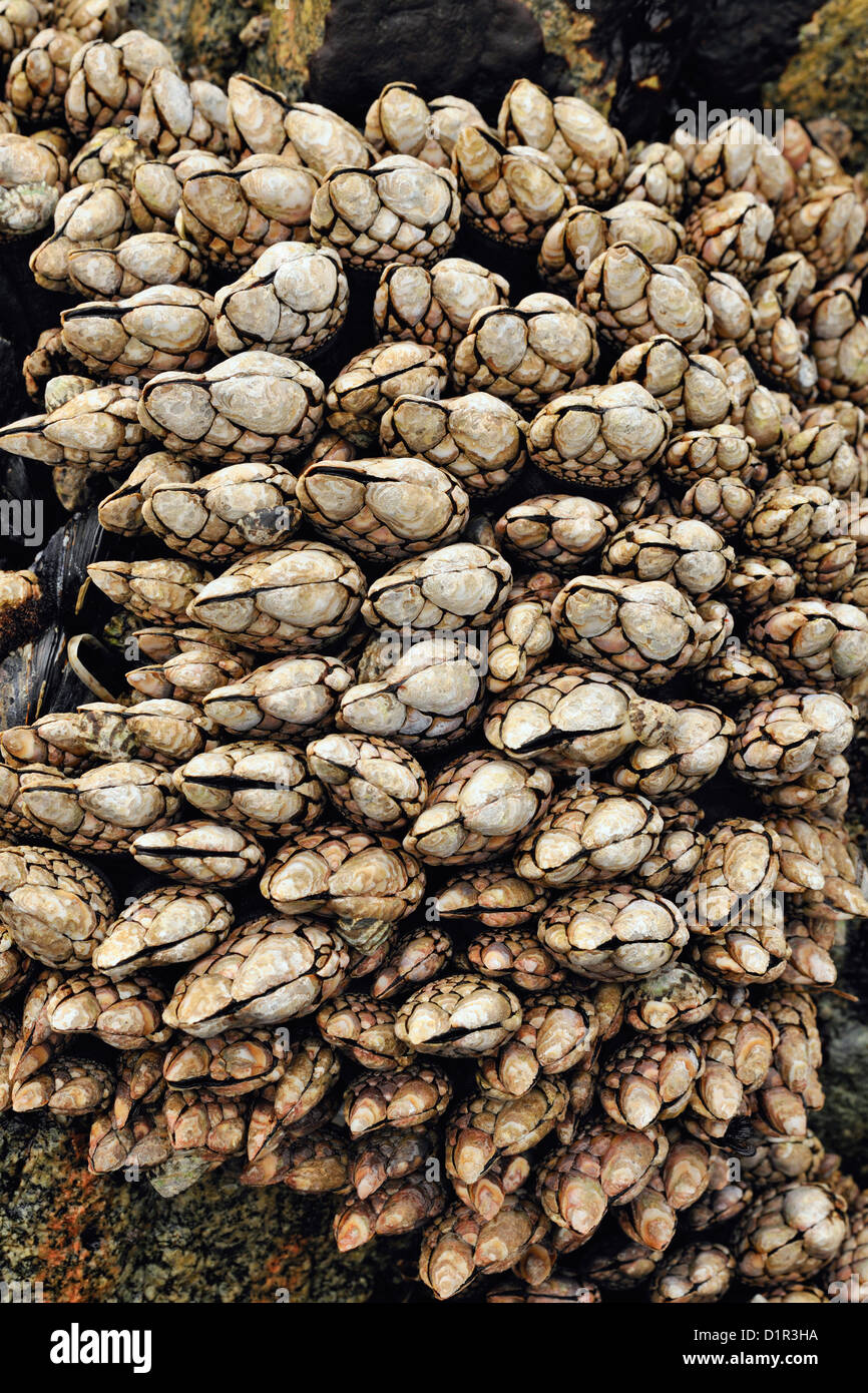 Goose barnacles hi-res stock photography and images - Alamy