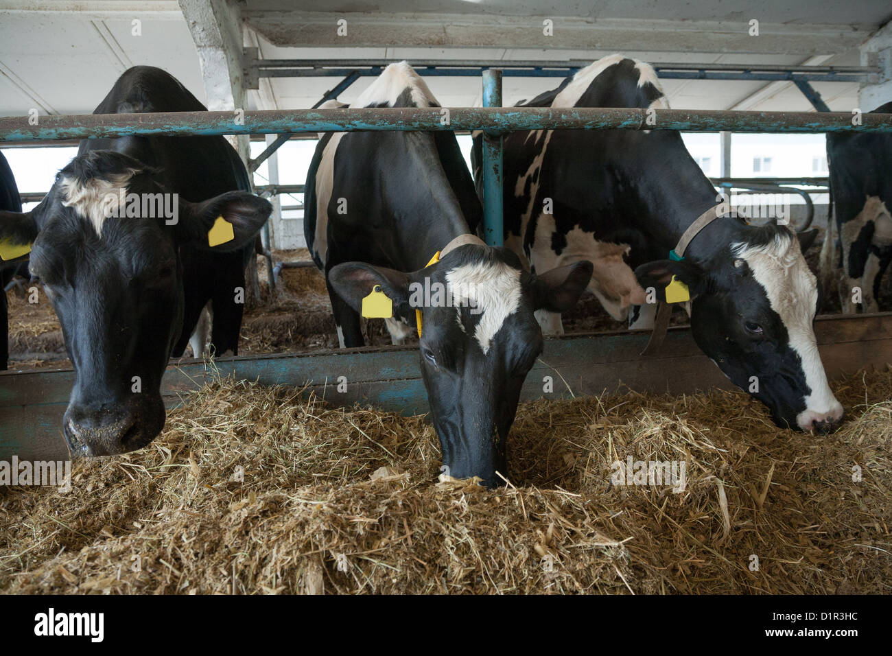 Cows on farm eat hi-res stock photography and images - Alamy
