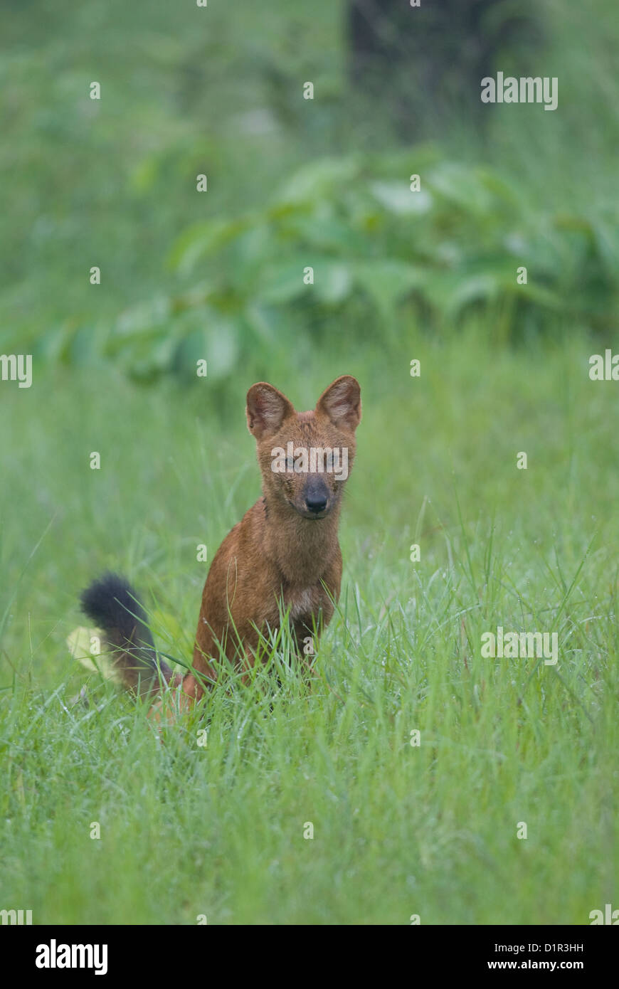 Dhole the enigmatic red wild dogs of India , as ferocious as their ...