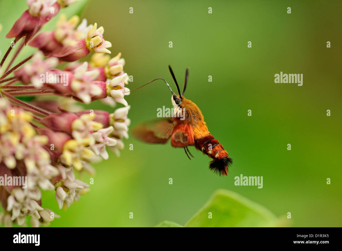 Hummingbird Clearwing Moth (Hemaris thysbe) nectaring on Common ...