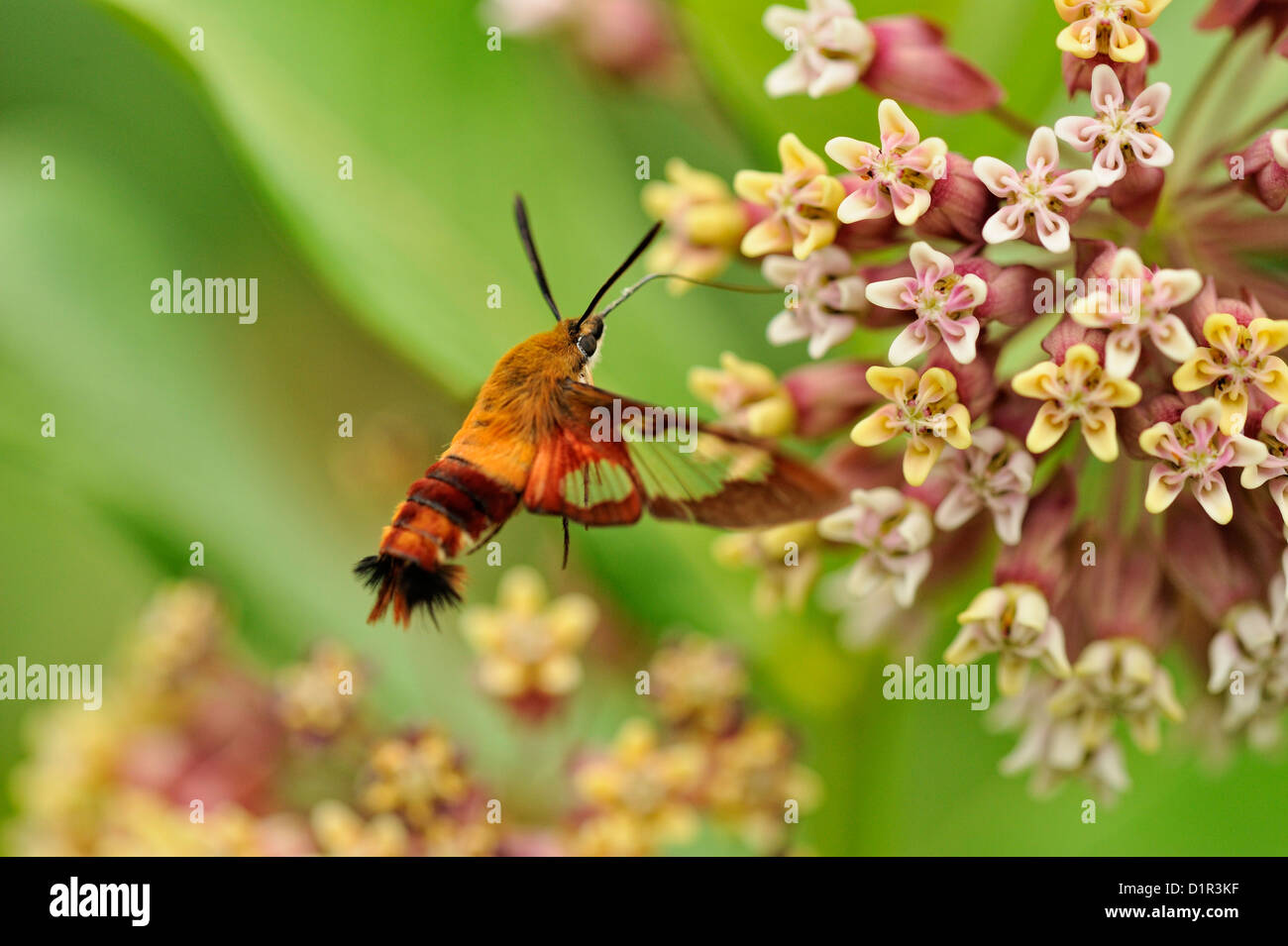 Hemaris thysbe milkweed hi-res stock photography and images - Alamy