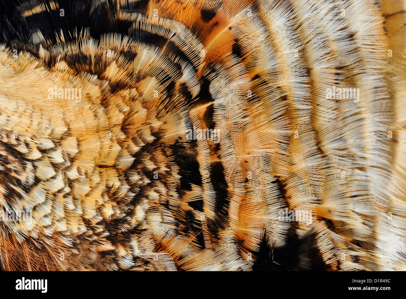 Dead ruffed hi-res stock photography and images - Alamy