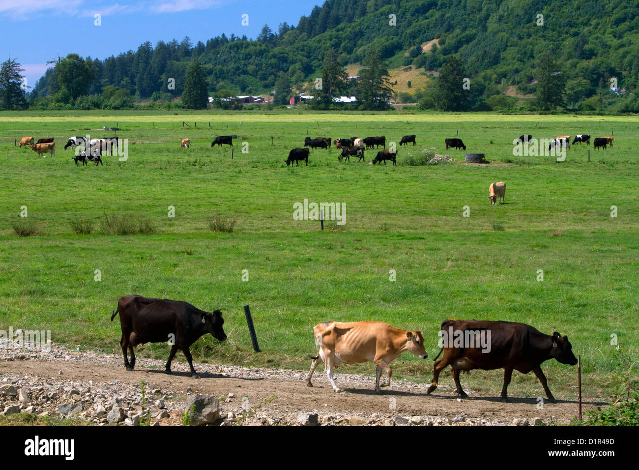 Dairy cows graze on farmland near Tillamook, Oregon, USA Stock Photo ...