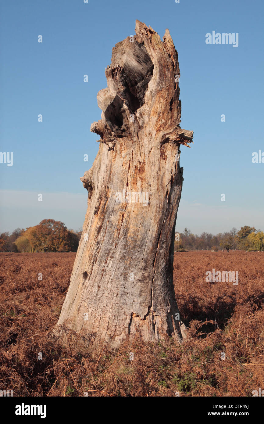 A dead tree tree in Bushy Park, near Kingston, UK. November 2012 Stock ...