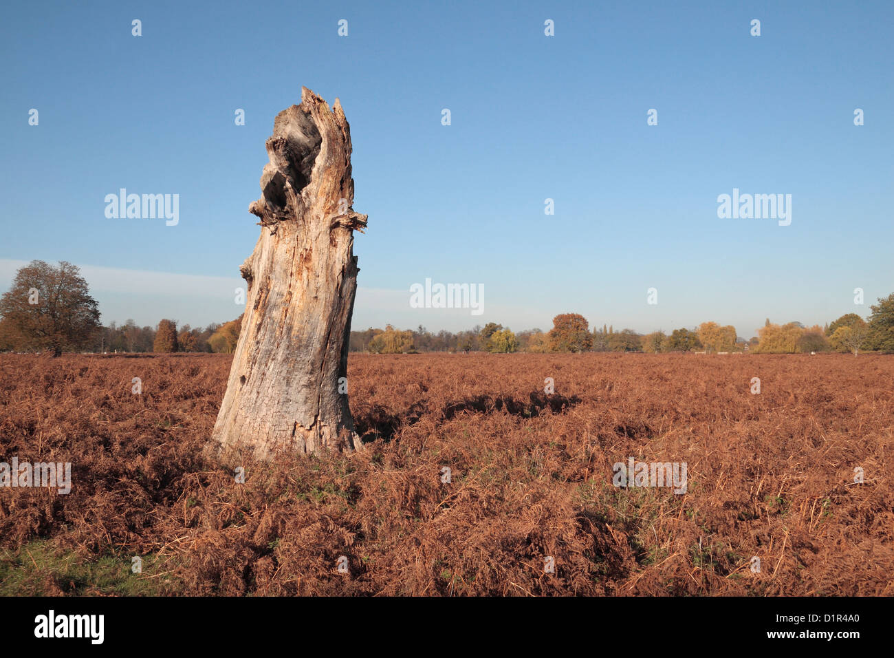 A dead tree tree in Bushy Park, near Kingston, UK. November 2012 Stock ...