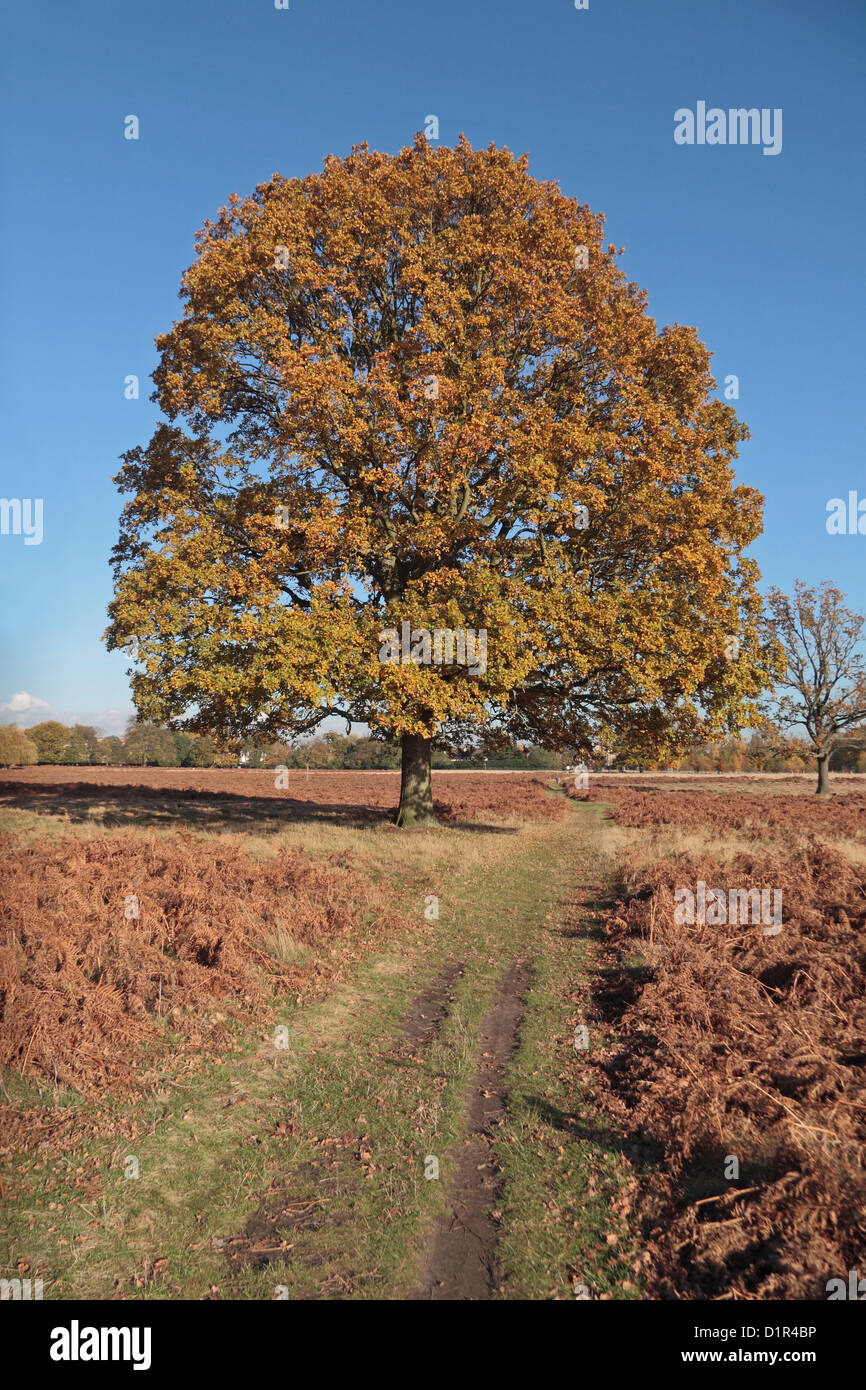 Royal oak english oak tree hi-res stock photography and images - Alamy