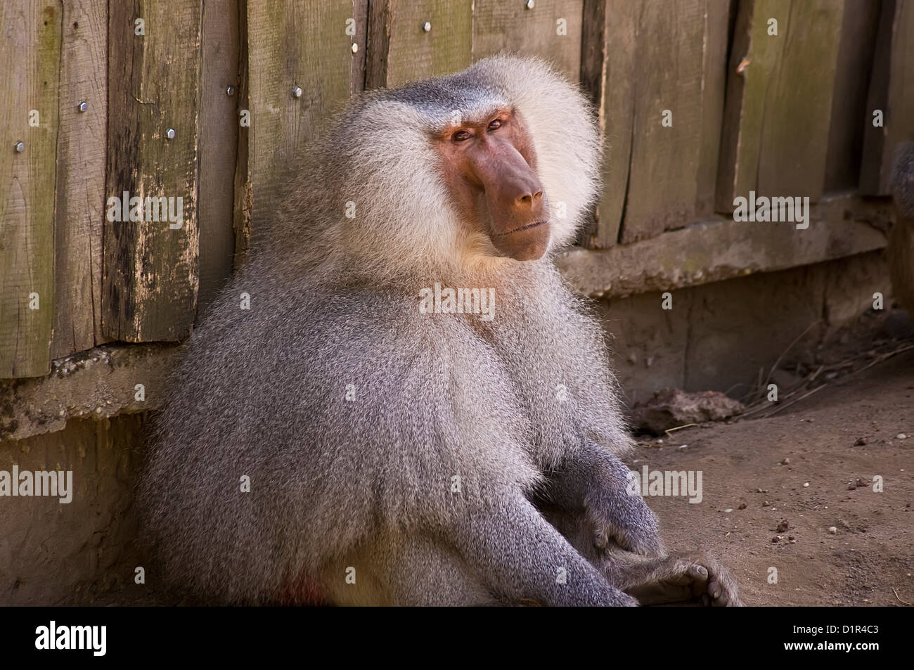 Zoo baboon hi-res stock photography and images - Alamy