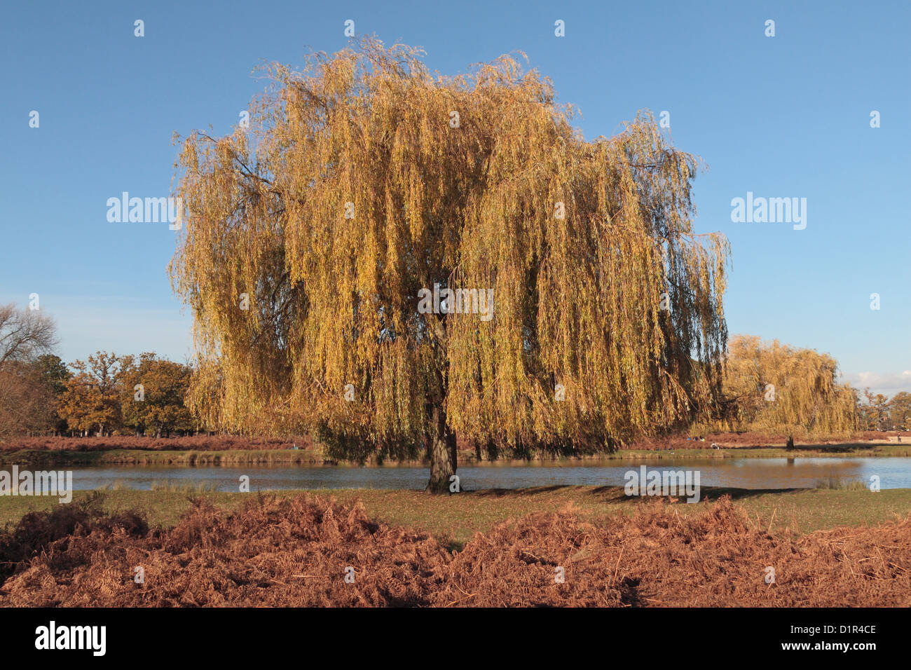 Beautiful Weeping Willow