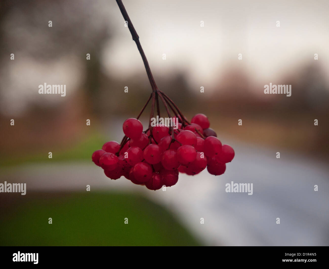 Red berries on a wet day in Suffolk,England Stock Photo - Alamy