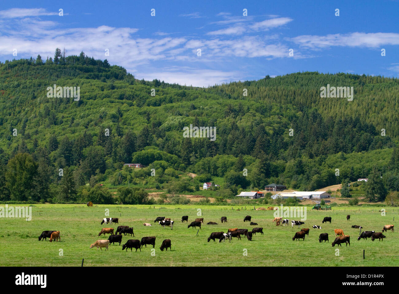 Dairy cows graze on farmland near Tillamook, Oregon, USA Stock Photo ...