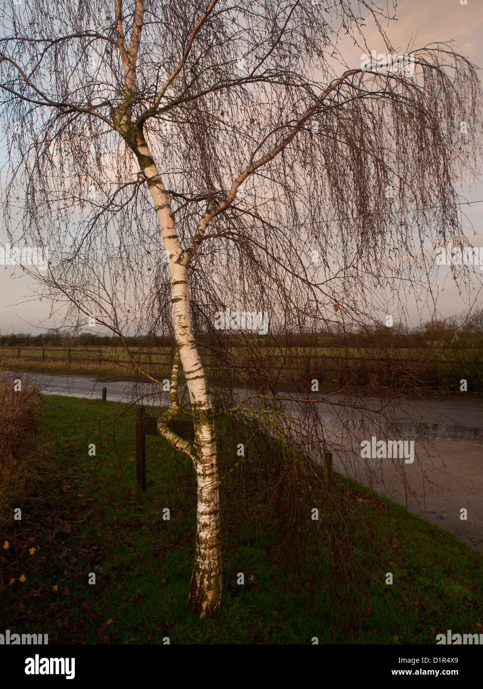 Silver birch with drooping branches hi-res stock photography and images ...