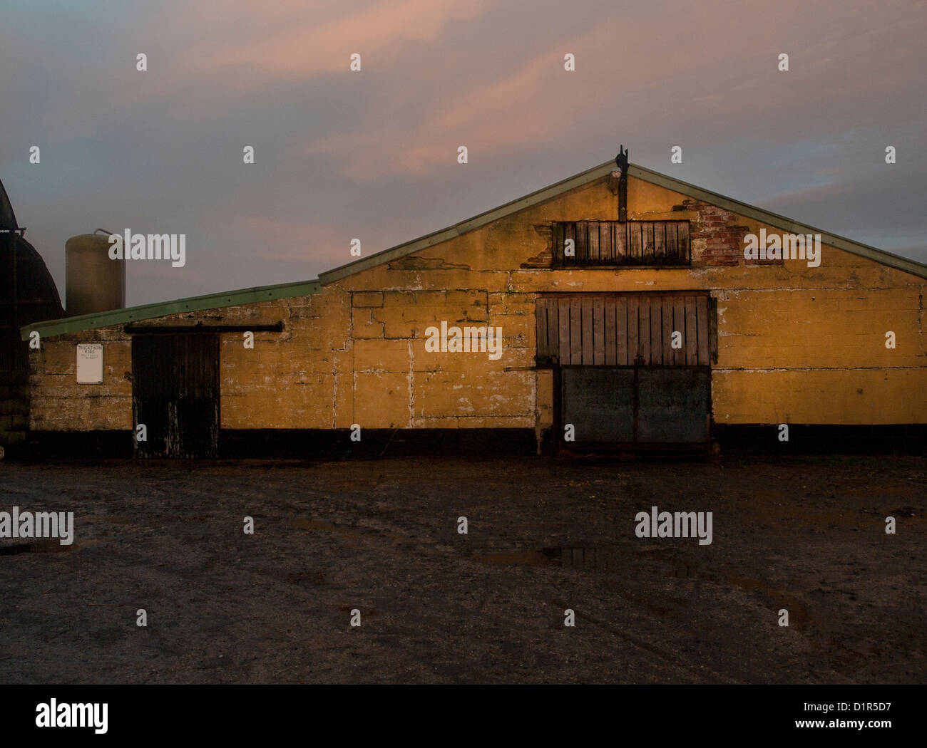 Pig in muck hi-res stock photography and images - Alamy