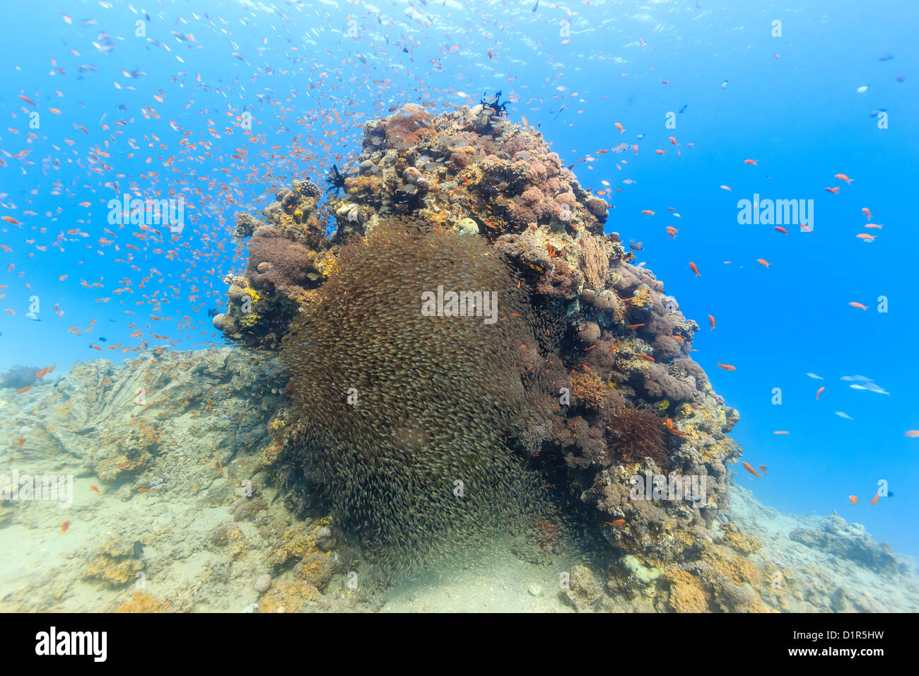 Various types of tropical fish cluster around a coral pinnacle in ...